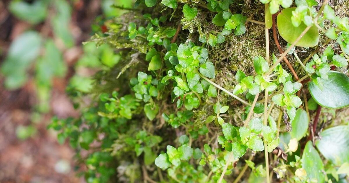 Nature Accelerator Programme 2024 | Skift